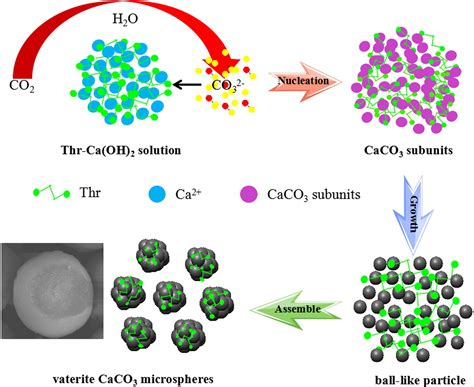 Biomimetic Synthesis Of Vaterite Caco3 Microspheres Under Threonine For Preparation Of Ph