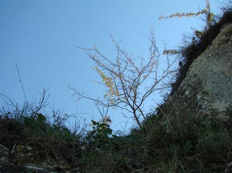 무료 이미지 나무 잔디 황야 분기 산 하늘 언덕 꽃 바람 여행 플로라 소니 서식지 생태계 Dsch9 몰도바 자연 환 경 우디 식물