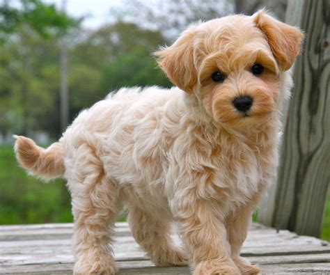 Apricot Colored Maltipoo Puppies At Derrick Evans Blog