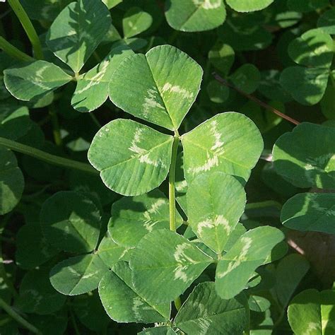 Shades And Tints Of Clover