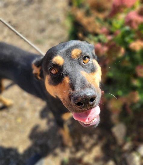 Rhodesian Ridgeback Cross Doberman