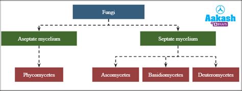 Fungi Kingdom Chart Kingdom Fungi In Biology Definition Types And