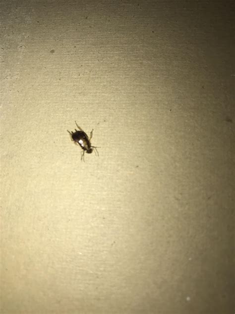 What Is This Bug Found Behind Our Cabinets Rwhatsthisbug