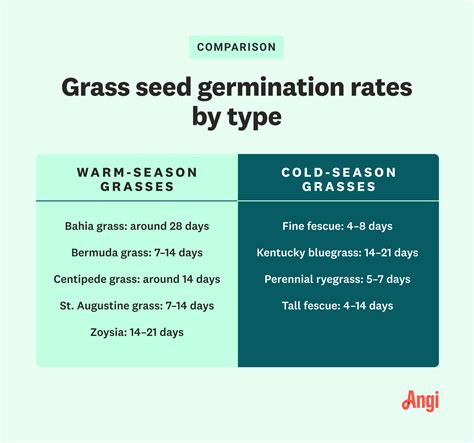 How Long Does It Take For Grass Seed To Grow Angi