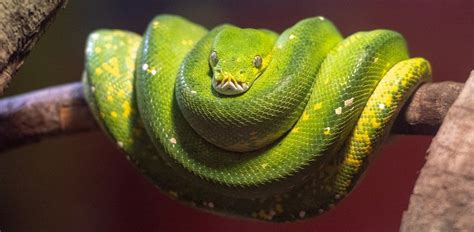 Arch Entfernt Python 2 Gnulinuxch