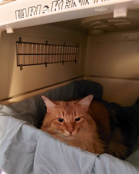 C Nest Sher X Gio Cattery Silfescian