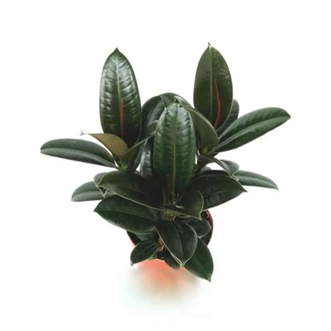 Ficus Elastica ‘melany Elite Agricultural Services Ficus Elastica ‘melany Elite Agricultural Services