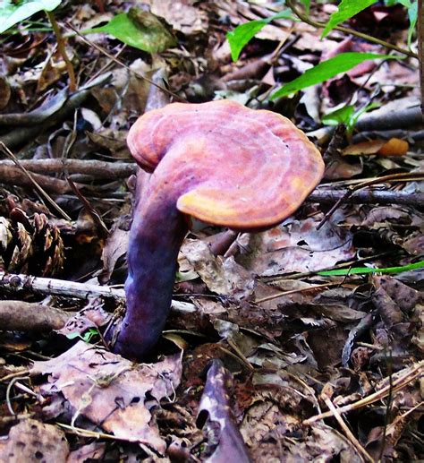 Ganodermataceae Ganoderma Lucidum Lacquered Bracket Flickr