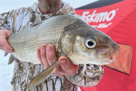 Catching Lake Whitefish At Martha Holt Blog