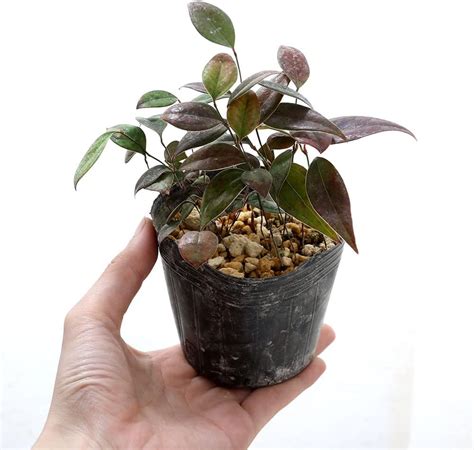 Amazon co jp 山野草柳葉サルトリイバラ柳葉猿捕茨 3号1ポット DIY工具ガーデン