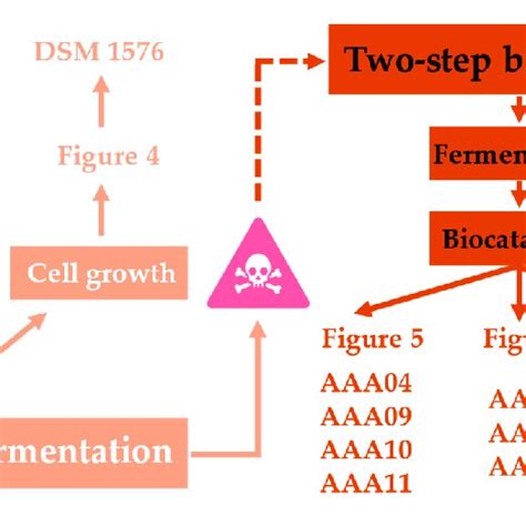 The Flowchart Of Engineered E Coli Strains Using In Each Step Of This