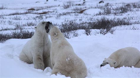 Candy Moulton Exploring The Sub Arctic Tundra With 700 Polar Bears