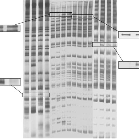 Representative Amplification Pattern Using Four Primer Combinations A Download Scientific