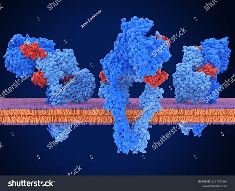 Receptor De Insulina Over 560 Royalty Free Licensable Stock