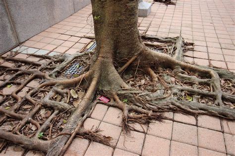 The Way How The Tree Roots Grow Follows The Gaps Between Bricks R Mildlyinteresting