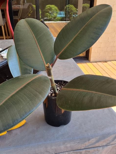 Ficus Elastica Propagating 1 Month First Cutting Going Well But Second Cutting From The Top