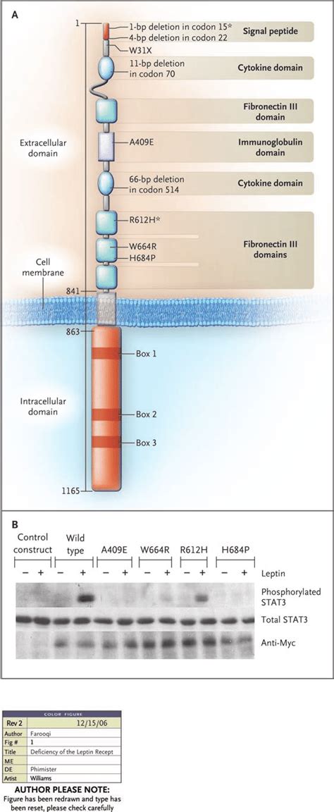 Mutations In The Leptin Receptor Gene Panel A And In Vitro Function