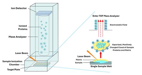 Maldi Tof Ms Techniques In Microbial Identification Mabion