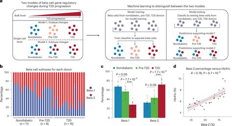 Machine Learning Identifies Two Beta Cell Subtypes With Differential