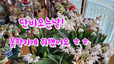단비가 오는날 긴기아난 향기가 구독자님들 댁까지 ᆢㅋ Youtube