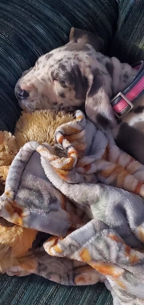 New Dane Daddy With Questions Rgreatdanes