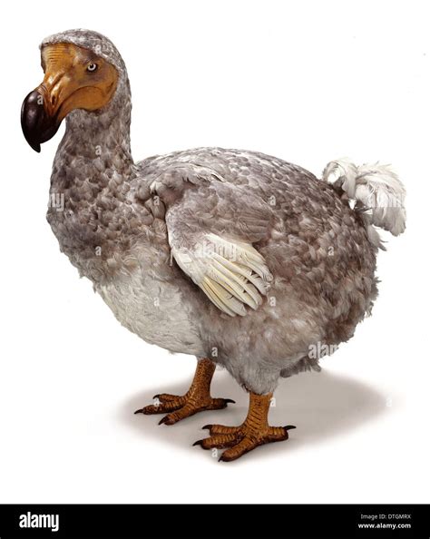 Anatomie Dodo Banque Dimages Détourées Alamy