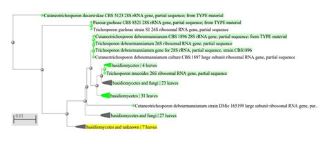 Phylogenetic Tree Of Yeast From Rrna Gene Sequencing Download Scientific Diagram
