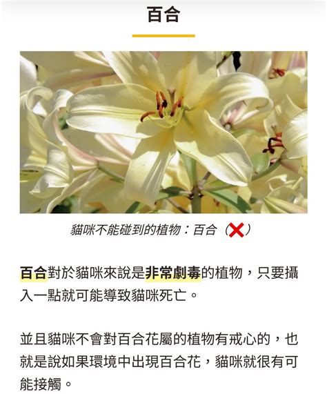 一直說哭七不會笨到去吃 真的超無奈⋯廢話 普通的貓當然不會去吃花啊，那萬一花或葉子凋謝後掉下來呢？他好奇去聞或舔呢？ 總之我明天上班時要