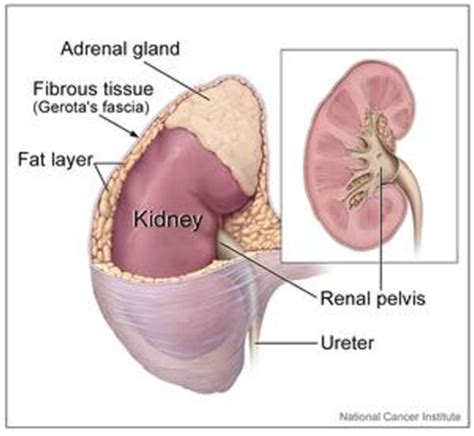 Patho Renal Renal Structure Function Flashcards Quizlet