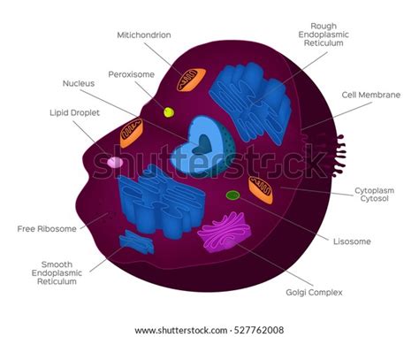 Cell Cross Section Structure Detailed Colorful เวกเตอร์สต็อก ปลอดค่า