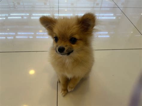 포메라니안 응애 보더콜리분양가격 프렌치불독분양가격 빠삐용분양가격 파피용분양가격 사모예드분양가격 스피츠분양가격 시바견분양가격