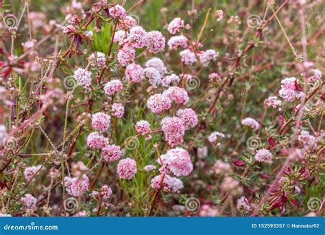 Wild California Buckwheat Flowers Eriogonum Fasciculatum Stock Image
