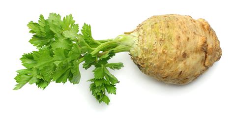 셀러리 잎 흰색 배경에 고립 된 루트입니다 셀러리는 흰색 절연입니다 건강에 좋은 음식 샐러리 뿌리에 대한 스톡 사진 및 기타 이미지 샐러리 뿌리 흰색 배경 0명