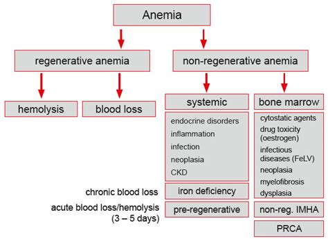 Which Tests Can Help Me Diagnose An Immune Mediated Hemolytic Anemia Imha And Which Samples