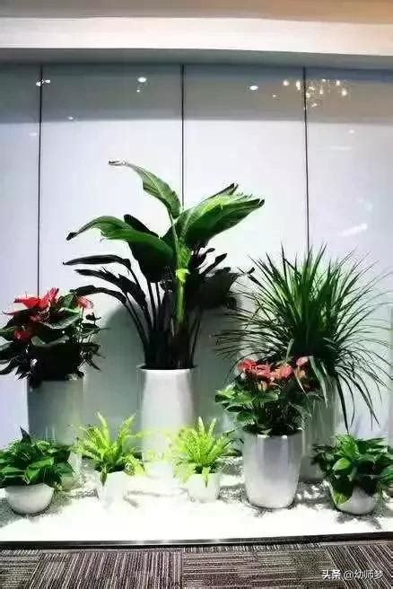 室內外組合盆栽與容器花園 每日頭條