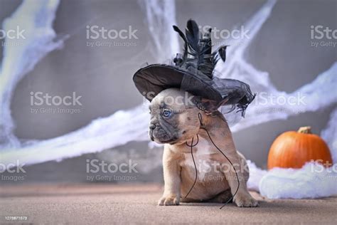 거미줄과 호박으로 계절배경 앞에서 큰 할로윈 마녀 모자를 입은 귀여운 프랑스 불독 강아지 0명에 대한 스톡 사진 및 기타 이미지 0명 10월 가을 Istock