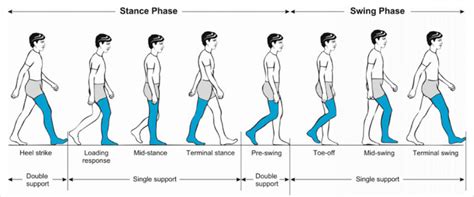 Illustration Of The Gait Cycle After Heel Strike During The Loading