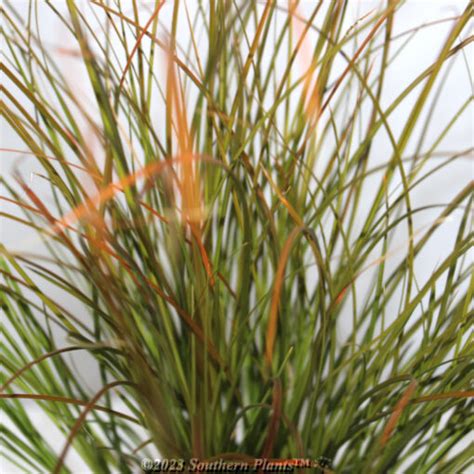 Carex Orange Sedge 140mm Southern Plants