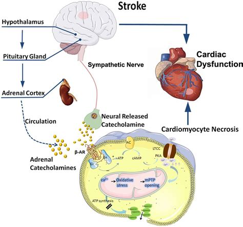 Brain Heart Interaction Circulation Research