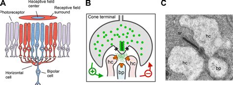 Lateral Inhibition Is Mediated By Horizontal Cells Hcs In The Download Scientific Diagram