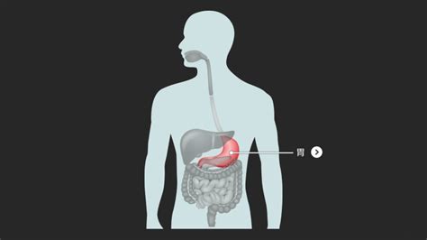 胃的结构火花学院