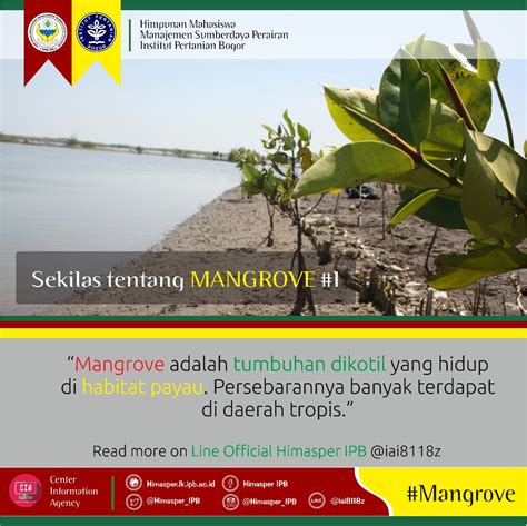 Himasper Ipb Sekilas Tentang Mangrove 1 Mangrove Adalah Tumbuhan