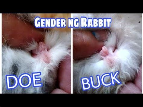 Paano Tignan Ang Gender Kasarian Ng Rabbit Doe Buck Rabbit Cages