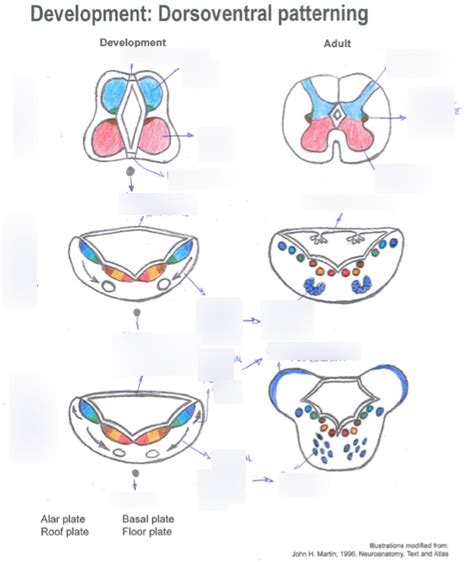 Development Dorsoventral Patterning Lab 04 Diagram Quizlet