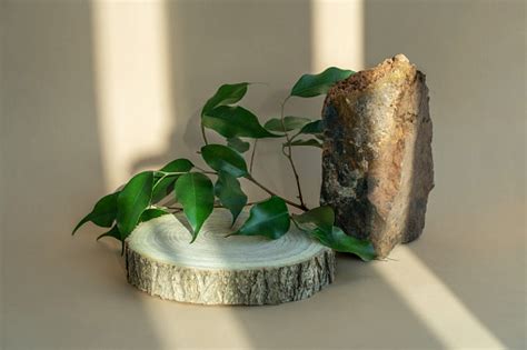 구성 빈 연단 재료 나무 돌 마른 꽃 제품 프레젠테이션 아름다움 화장품 자연 쇼케이스 천연 소재에서 아름 다운 배경입니다 가을 단풍에 대한 스톡 사진 및 기타 이미지