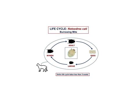 Toxocara Cati Life Cycle