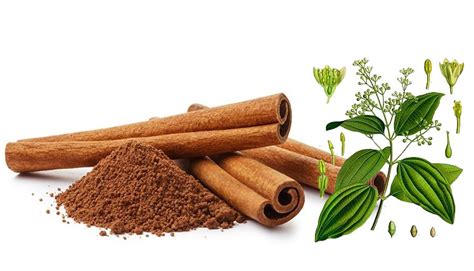 Quế Chi Là Gì Tác Dụng Và Một Số Bài Thuốc Chữa Bệnh Từ Quế Chi