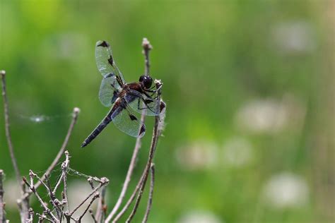대모잠자리에 수원청개구리… 멸종위기종 안식처 시흥습지 네이버 포스트