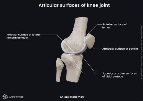 Femur And Tibia Articulation