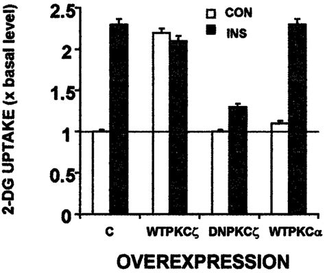 Effects Of PKC Or PKC Overexpression On Basal And Insulin Induced Download Scientific Diagram